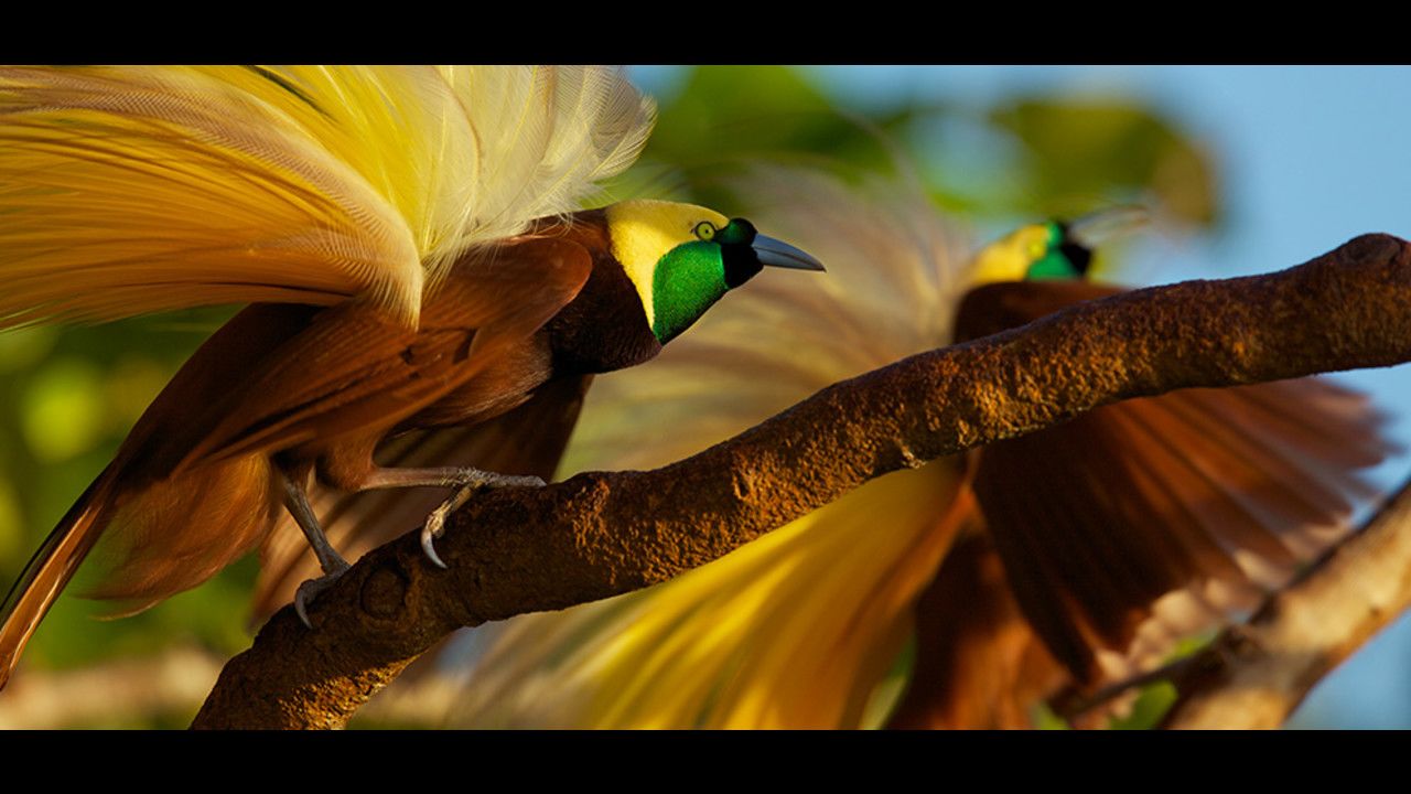 Le ali del paradiso con D. Attenborough - National Geographic Channel ... Le ali del paradiso con D. Attenborough - National Geographic Channel ...